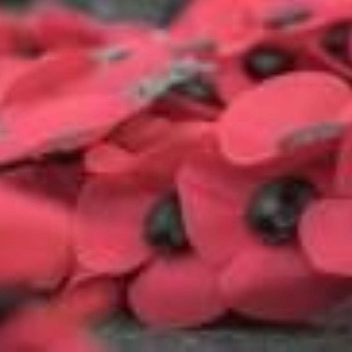 Heaton Avenue, A SHARE Primary Academy - Remembrance Service